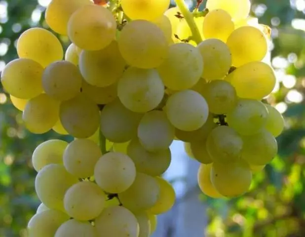 The most delicious grapes: top 10 varieties 13171_9