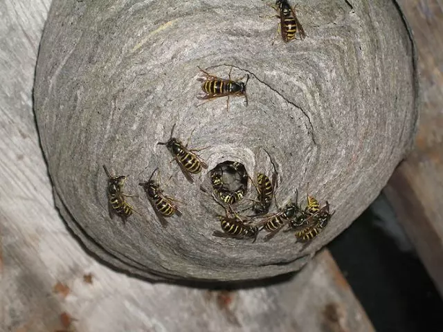 Piège à guêpes : comment s'en débarrasser, comment protéger les abeilles 13214_3