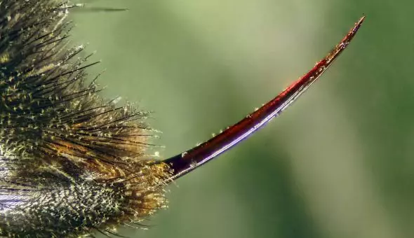 蜜蜂蜇傷：什麼是危險的，怎麼辦，急救，過敏，懷孕期間有危險嗎 13217_2