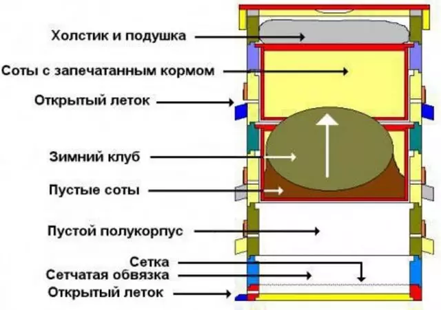 How bees hibernate in hives of various modifications: multihull, sunbeds, dadan, rue 13225_10