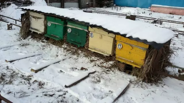 نحوه خواب زمستانی زنبورها در کندوهای اصلاح شده مختلف: چند پوسته ، تخت های آفتابی ، دادان ، خیابان 13225_2