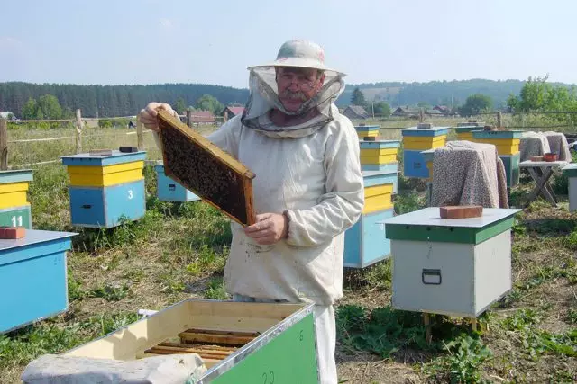 Kto je tento včelár: aké povolanie sa líši od včelára 13226_1