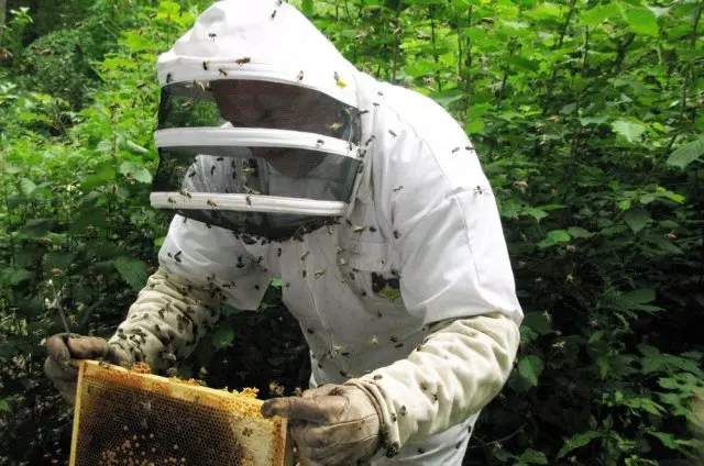 この養蜂家は誰ですか：どのような職業ですか、養蜂家とはどう違うのですか？ 13226_2