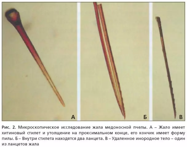 Жало бджоли: де знаходиться, як виглядає 13234_2