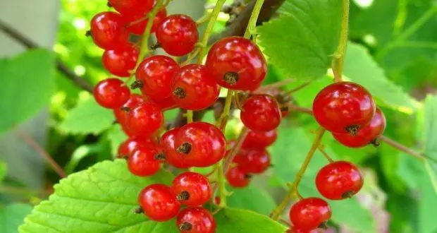 Groseille rouge : recette sans cuisson avec du sucre pour l'hiver, teneur en calories 13322_1