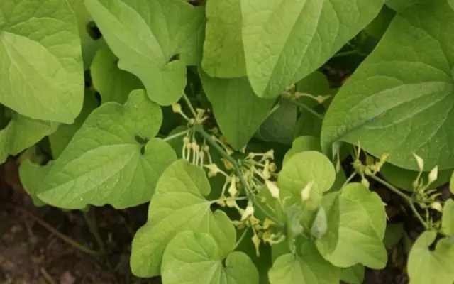 Kirkazon clematis (nkịtị): Njirimara ọgwụ, eji na ọgwụ ndị mmadụ 1336_10