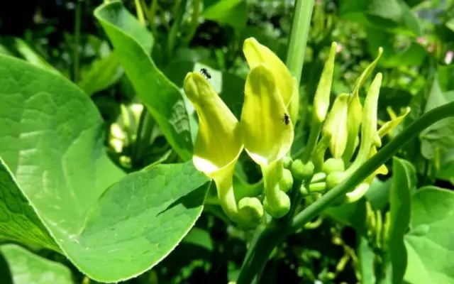 Kirkazon clematis (साधारण): औषधीय गुण, लोक चिकित्सा मा प्रयोग 1336_2