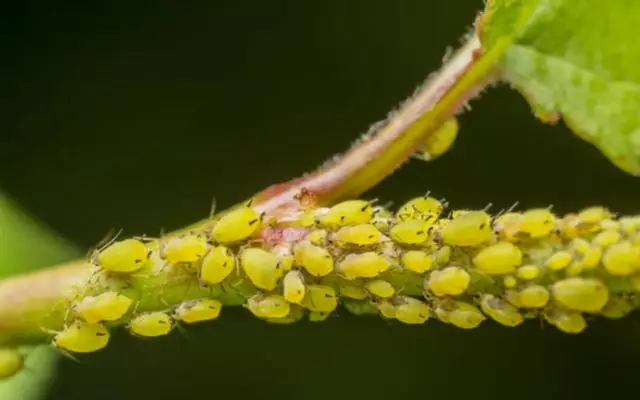 Kirkazon clematis (साधारण): औषधीय गुण, लोक चिकित्सा मा प्रयोग 1336_5