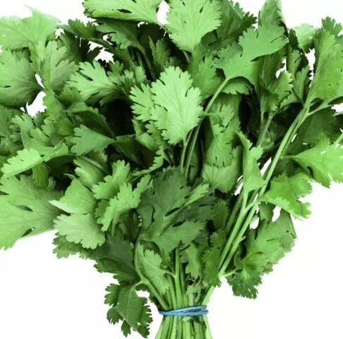 Bii o ṣe le tọju cilantro fun igba otutu ni ile 1342_1