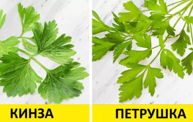 Cilantro a Petersilie: Differenzen, Fotoen, wat besser ass, wat méi gesond ass, d'selwecht oder net 1343_1