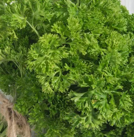 Cilantro ਅਤੇ parsley: ਅੰਤਰ, ਫੋਟੋ, ਜੋ ਕਿ ਬਿਹਤਰ ਹੈ, ਜੋ ਕਿ ਸਿਹਤਮੰਦ ਹੈ, ਉਹੀ ਹੈ ਜਾਂ ਨਹੀਂ 1343_2