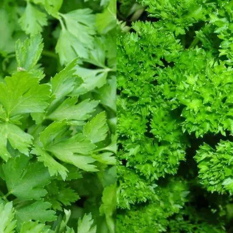 Cilantro a Petersilie: Differenzen, Fotoen, wat besser ass, wat méi gesond ass, d'selwecht oder net 1343_3