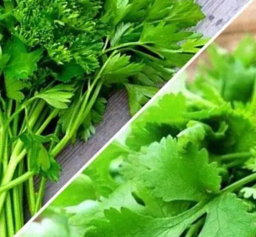 Cilantro և մաղադանոս. Տարբերություններ, լուսանկարներ, որն է ավելի լավ, որն է ավելի առողջ, նույնը, թե ոչ 1343_4