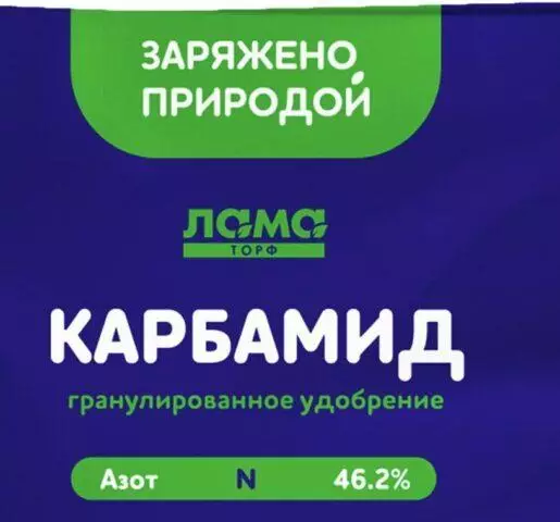 Сельдерей мен ақжелкен: айырмашылығы неде, олар бірдей ме, жоқ па? 1344_8