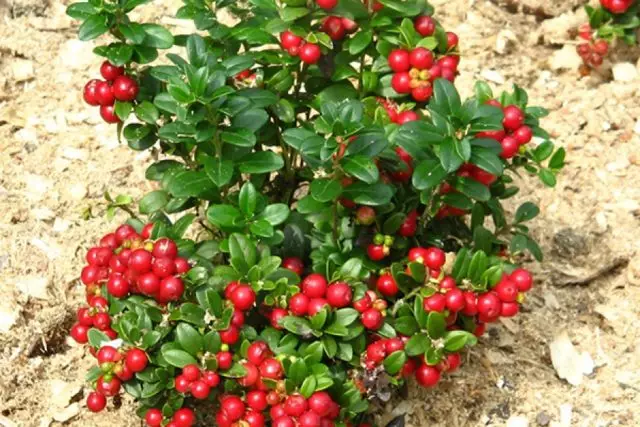 Lingonberries kwa msimu wa baridi: mapishi bila kupika 13464_1