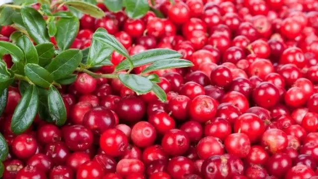 Preiselbeeren für den Winter: Rezepte ohne Kochen 13464_13