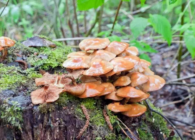 Puting pamumulaklak sa mga agaric ng honey: sa kagubatan, sa mga bangko, na nangangahulugang maaari kang kumain 13496_1