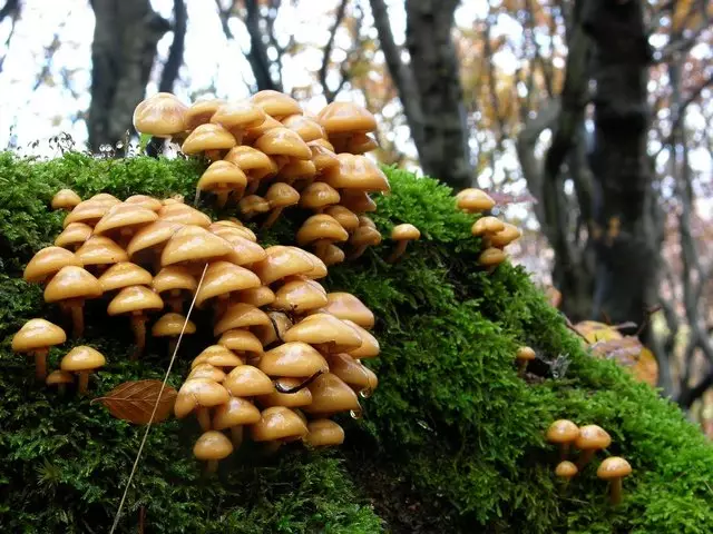 Puting pamumulaklak sa mga agaric ng honey: sa kagubatan, sa mga bangko, na nangangahulugang maaari kang kumain 13496_6