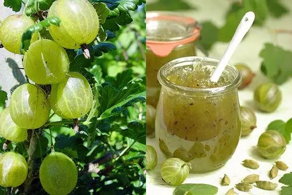 Gooseberry jelly for the winter: 17 recipes 13504_23