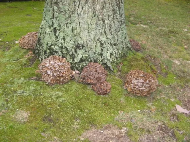 Sēņu auns: kā gatavot, receptes ar fotogrāfijām, sagatavošanās ziemai, uzglabāšanas noteikumi 13539_1