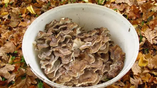 Mushroom ram: faʻafefea ona kuka, fua ma ata, sauniuniga mo le taumalulu, tuutuuga ma aiaiga o le teuina 13539_7