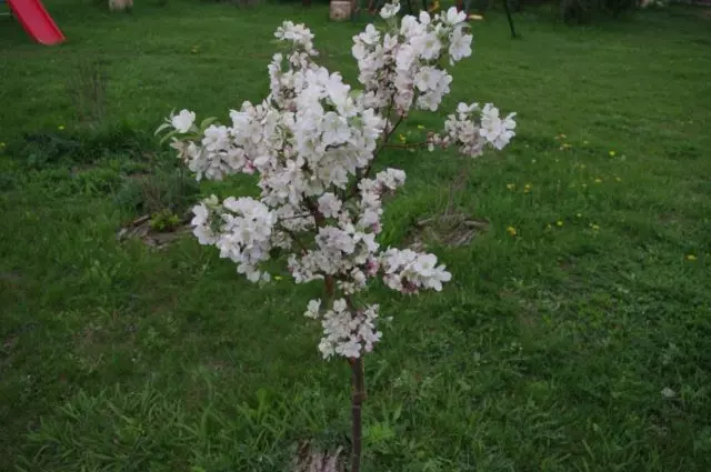 چيري (ڊيوڪ) منڪس: مختلف قسمن جو بيان ، تصويرون ، جائزو ، پولينٽر ، سائز ، حاصلات ، و growingندڙ ضابطا 13612_3