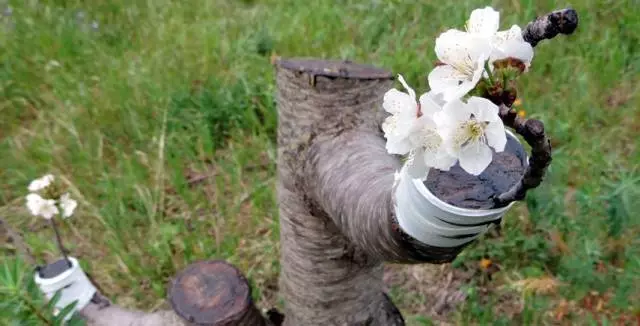 Árboles frutales en flor en primavera: eficiencia, beneficios. 13613_12