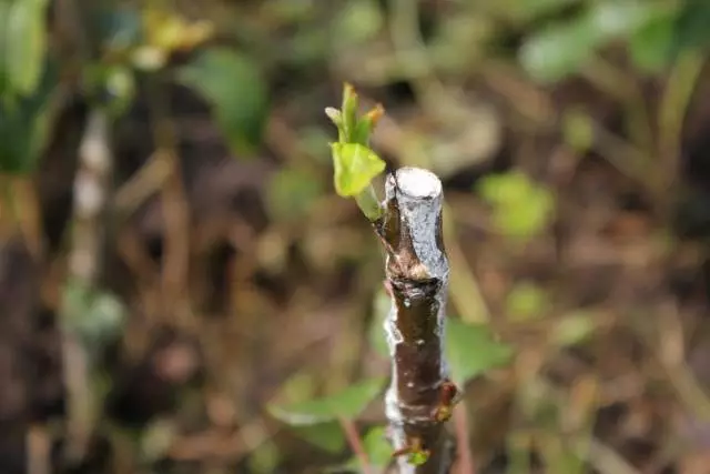 Árboles frutales en flor en primavera: eficiencia, beneficios. 13613_13