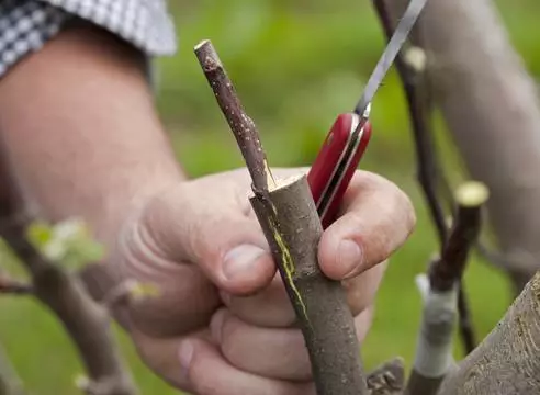 Árboles frutales en flor en primavera: eficiencia, beneficios. 13613_2