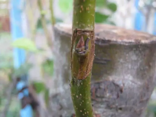 Árboles frutales en flor en primavera: eficiencia, beneficios. 13613_8