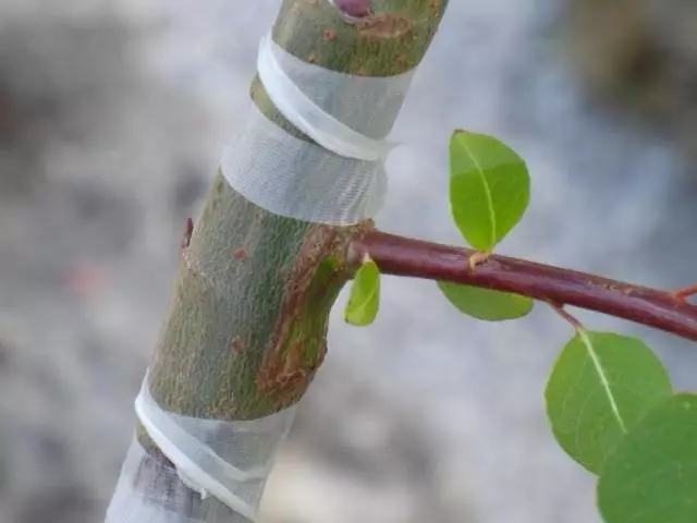 Árboles frutales en flor en primavera: eficiencia, beneficios. 13613_9