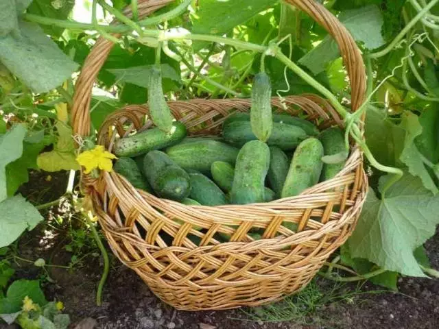 Cucumbers a bheathú 13635_16