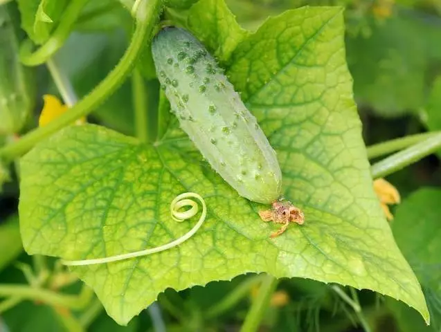 Cucumbers a bheathú 13635_17