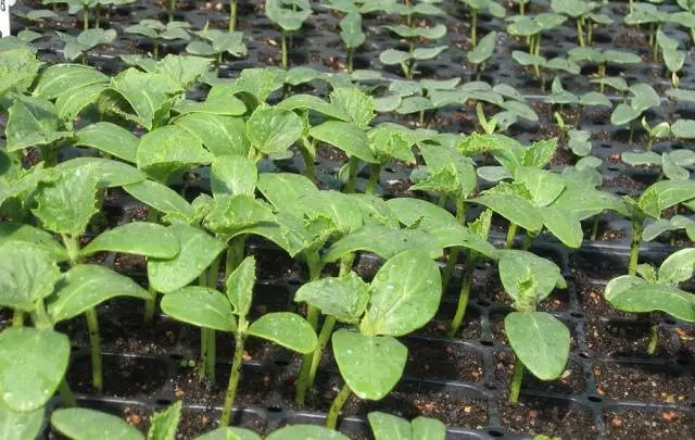 Cucumbers a bheathú 13635_26