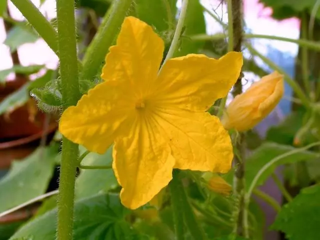 Cucumbers a bheathú 13635_27