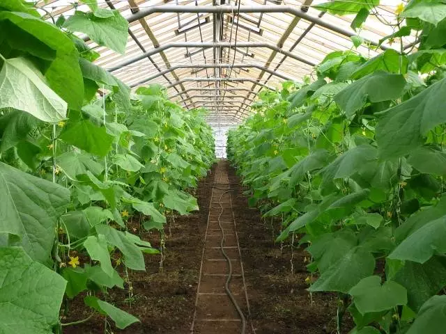 Planting cucumbers in the greenhouse in August 13686_1