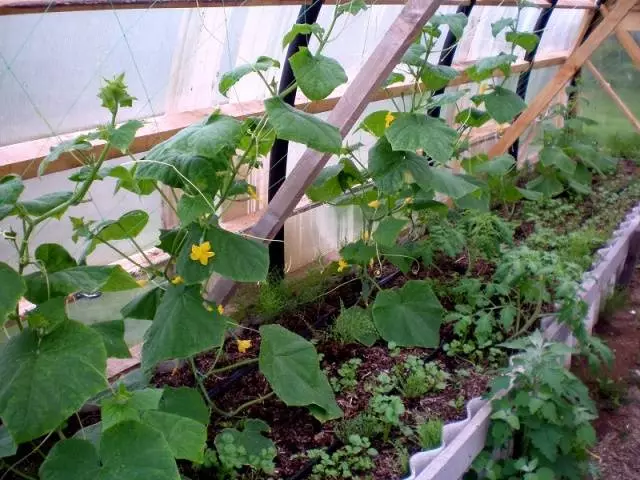 Planting cucumbers in the greenhouse in August 13686_2