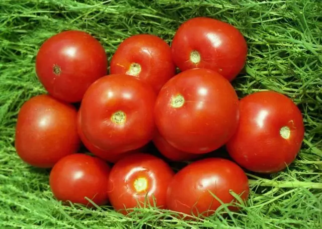 Tomato Volgogradets: ciri dan keterangan pelbagai 13717_1