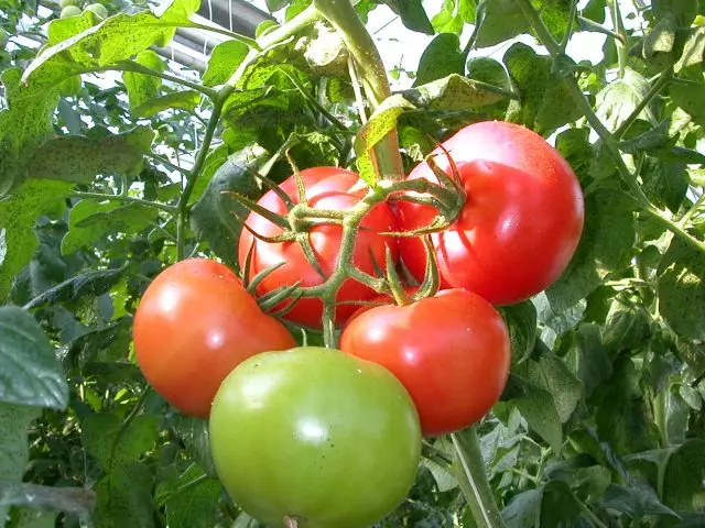 Tomato Volgogradets: skaaimerken en beskriuwing fan it ferskaat 13717_5