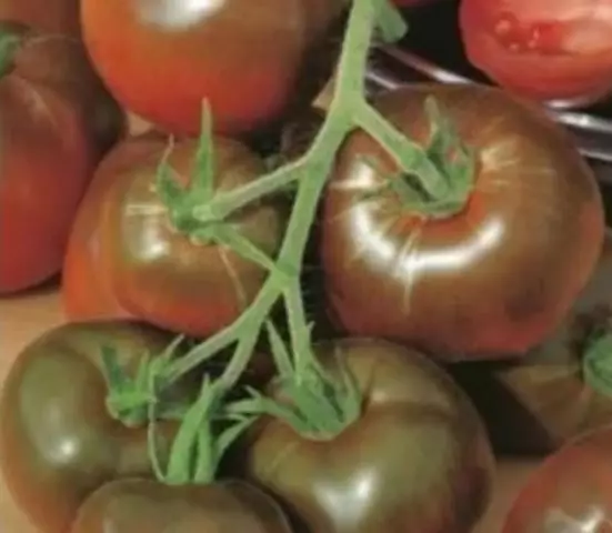 Tomate Black Cat F1: description de la variété, photos, avis, plantation et entretien 13719_2