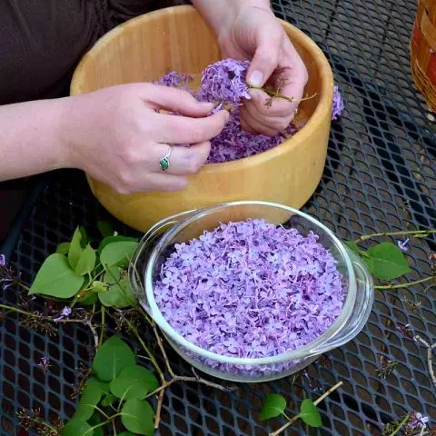 Lilac gullarining bo'g'imlarga damlamasi: aroq, spirtli ichimliklar, davolash, kontrendikatsiyalar 1373_2