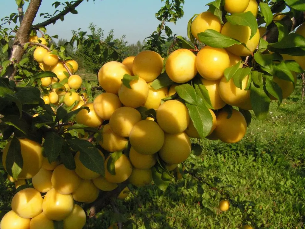 Plum yellow self-fertile: descrição de variedades, fotos, comentários 13762_1