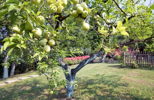 Caring for fruit trees in autumn 13765_1