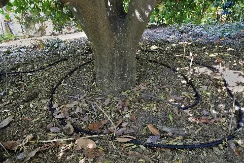 Obstbäume im Herbst pflegen 13765_10