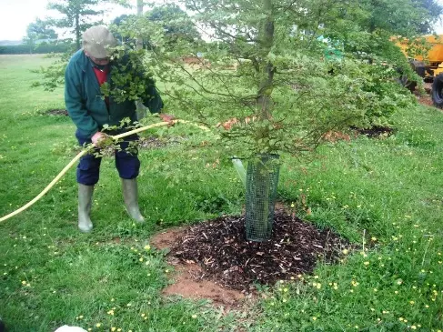 Caring for fruit trees in autumn 13765_11