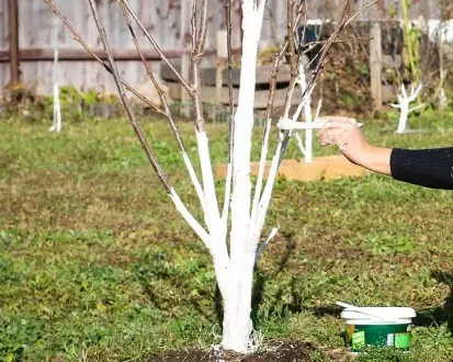 Caring for fruit trees in autumn 13765_13