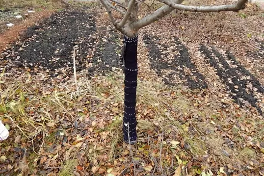 Obstbäume im Herbst pflegen 13765_14