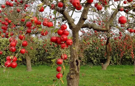 Caring for fruit trees in autumn 13765_2