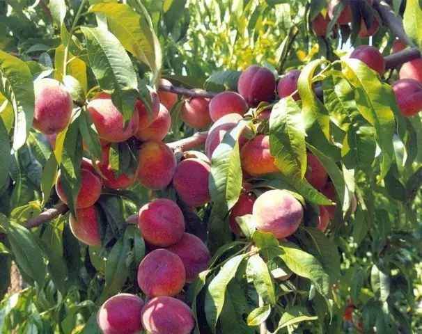 Obstbäume im Herbst pflegen 13765_3