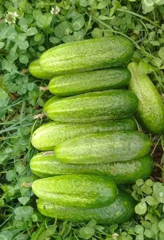 Pepino gnomos engraçados F1: comentários, fotos, rendimento, regras de cultivo 13788_3